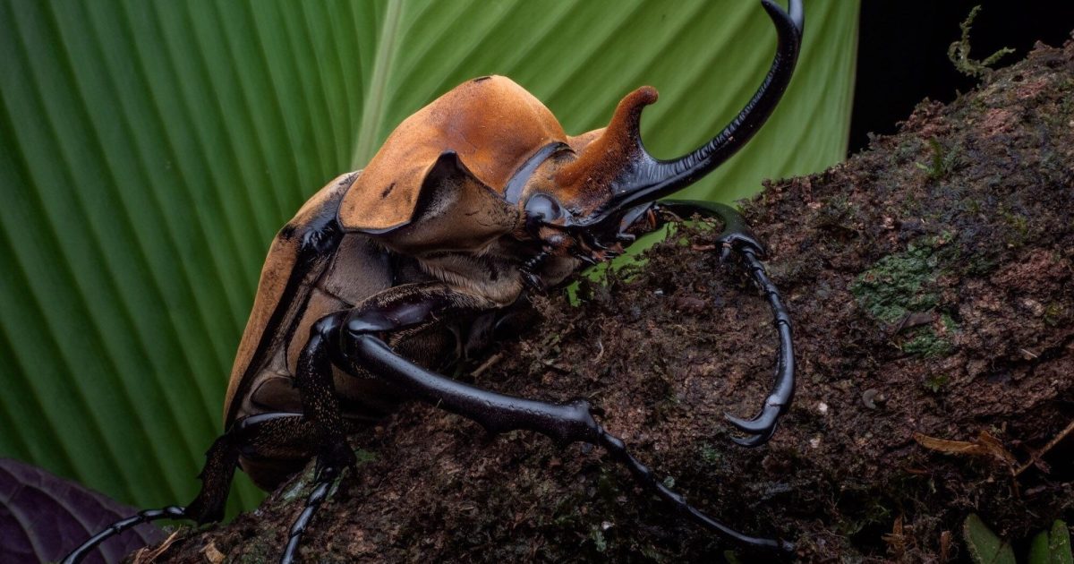 The American Society of Cinematographers | Weird and Fascinating:…